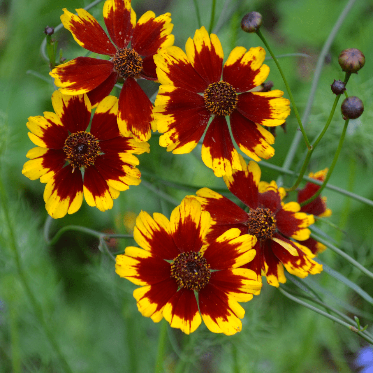 coreopsis tinctoria native range