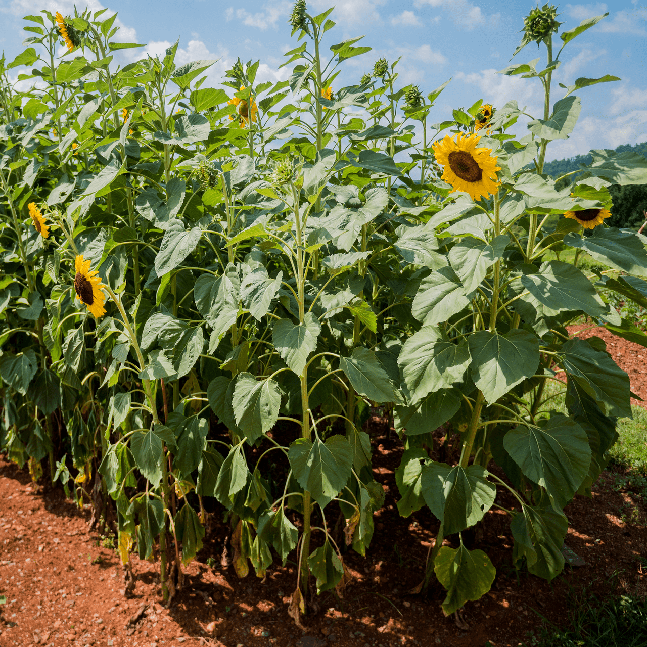 Arikara Sunflower Seeds (Helianthus annuus variety) – Monticello Shop