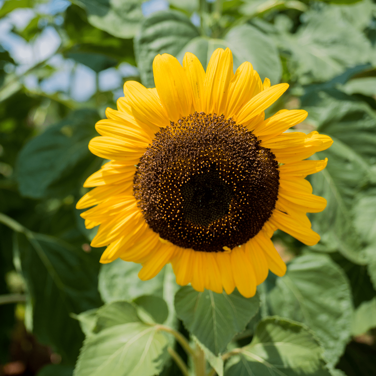 Arikara Sunflower Seeds (Helianthus annuus variety) – Monticello Shop