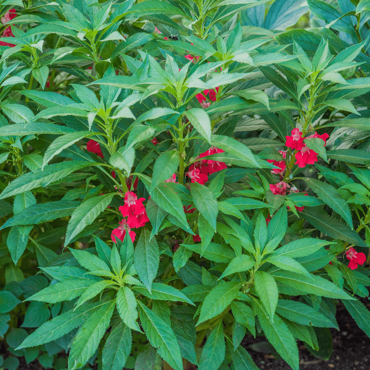 Balsam; Touch-Me-Not Seeds (Impatiens balsamina) – Monticello Shop