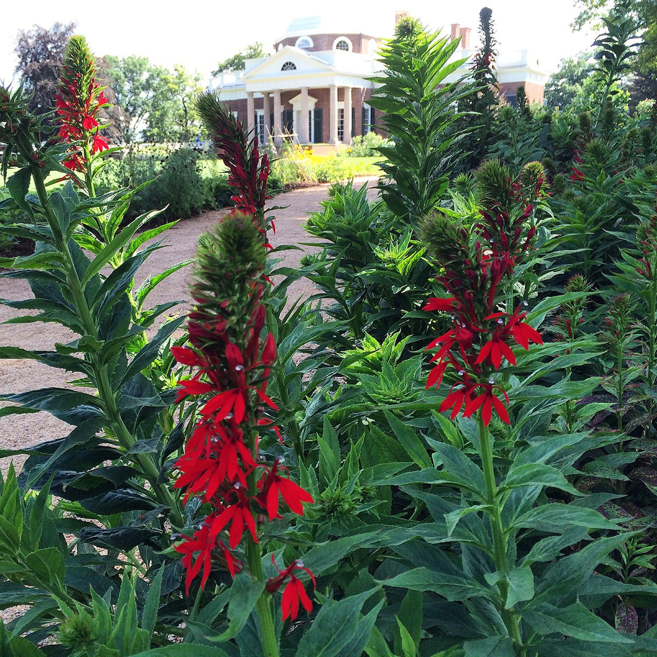 Cardinal Flower Seeds (Lobelia cardinalis) – Monticello Shop