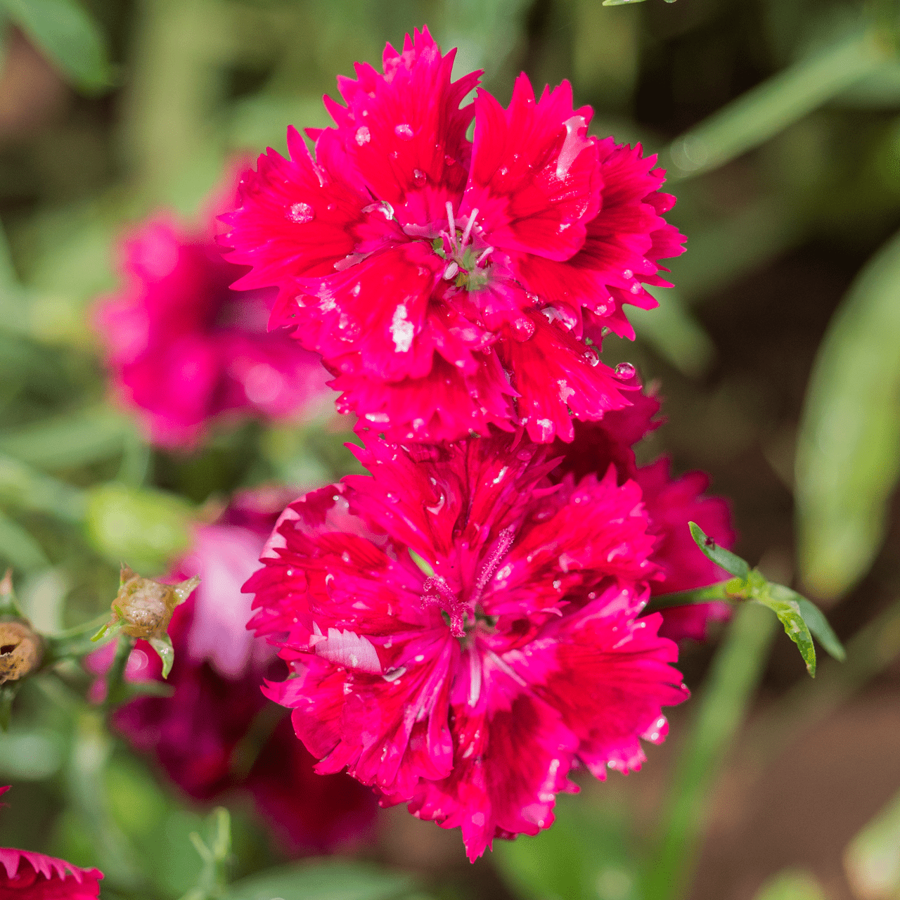 China Pink Seeds (Dianthus chinensis) – Monticello Shop