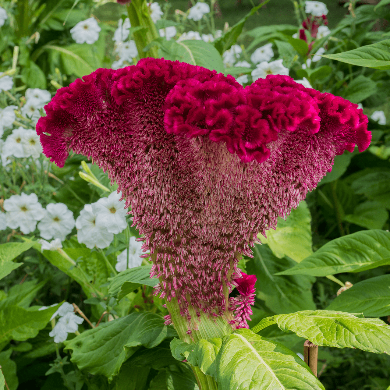 Cockscomb Seeds (Celosia argentea var. cristata) – Monticello Shop