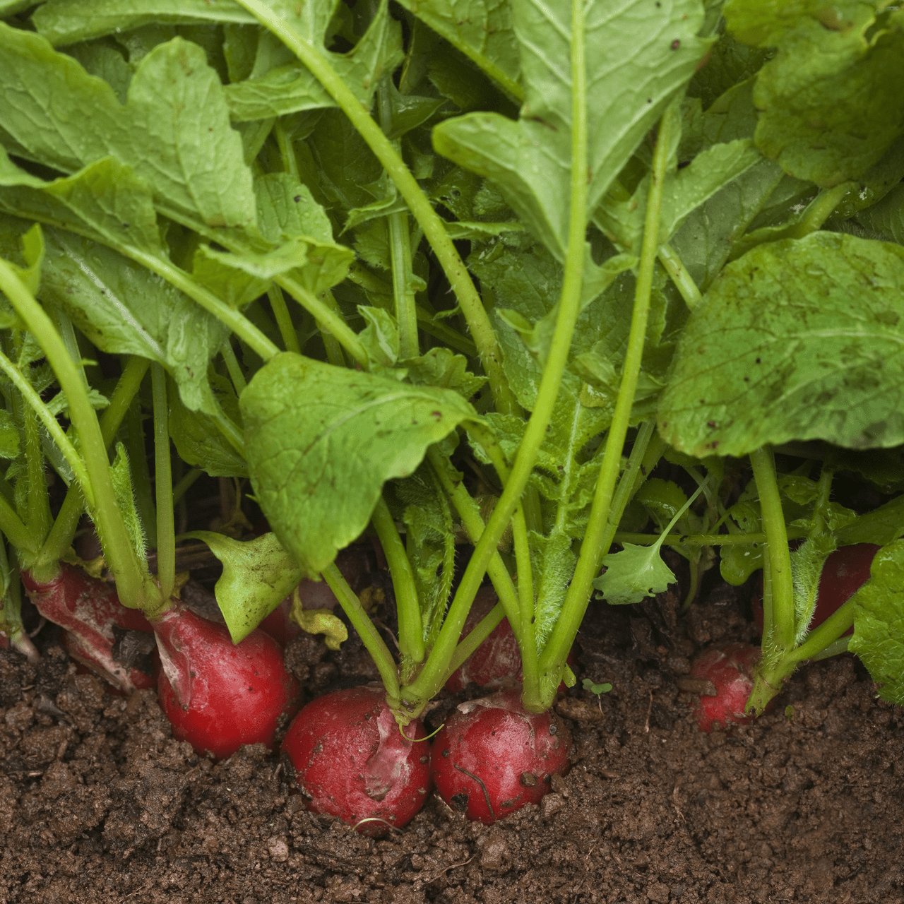 Early Scarlet Globe Radish Seeds (Raphanus sativus cv.) – Monticello Shop