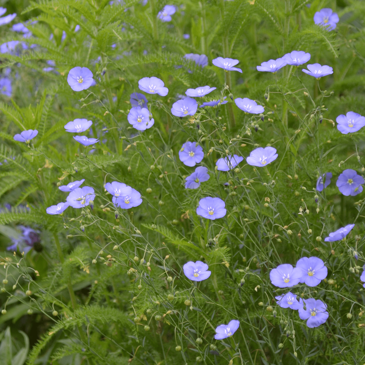 Lewis' Prairie Flax Seeds (Linum perenne lewisii) – Monticello Shop
