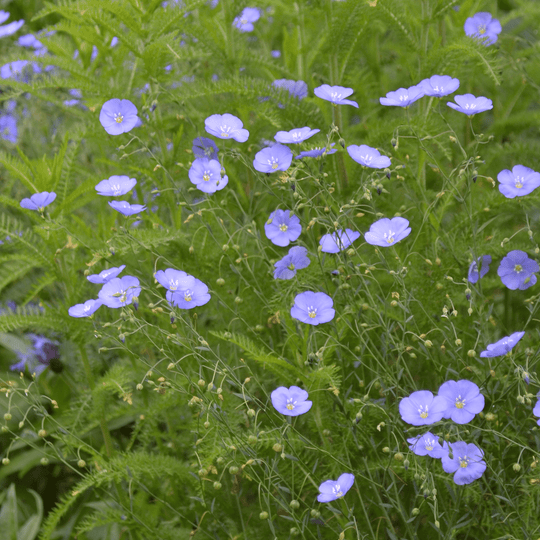 Lewis' Prairie Flax Seeds (Linum perenne lewisii) – Monticello Shop