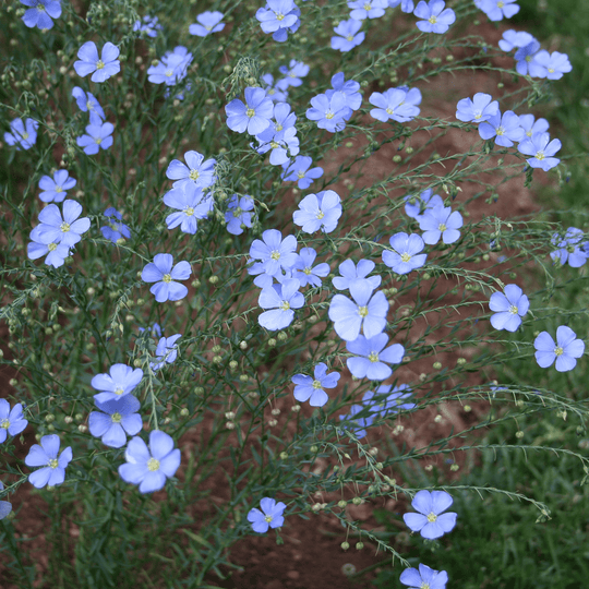 Lewis' Prairie Flax Seeds (Linum perenne lewisii) – Monticello Shop