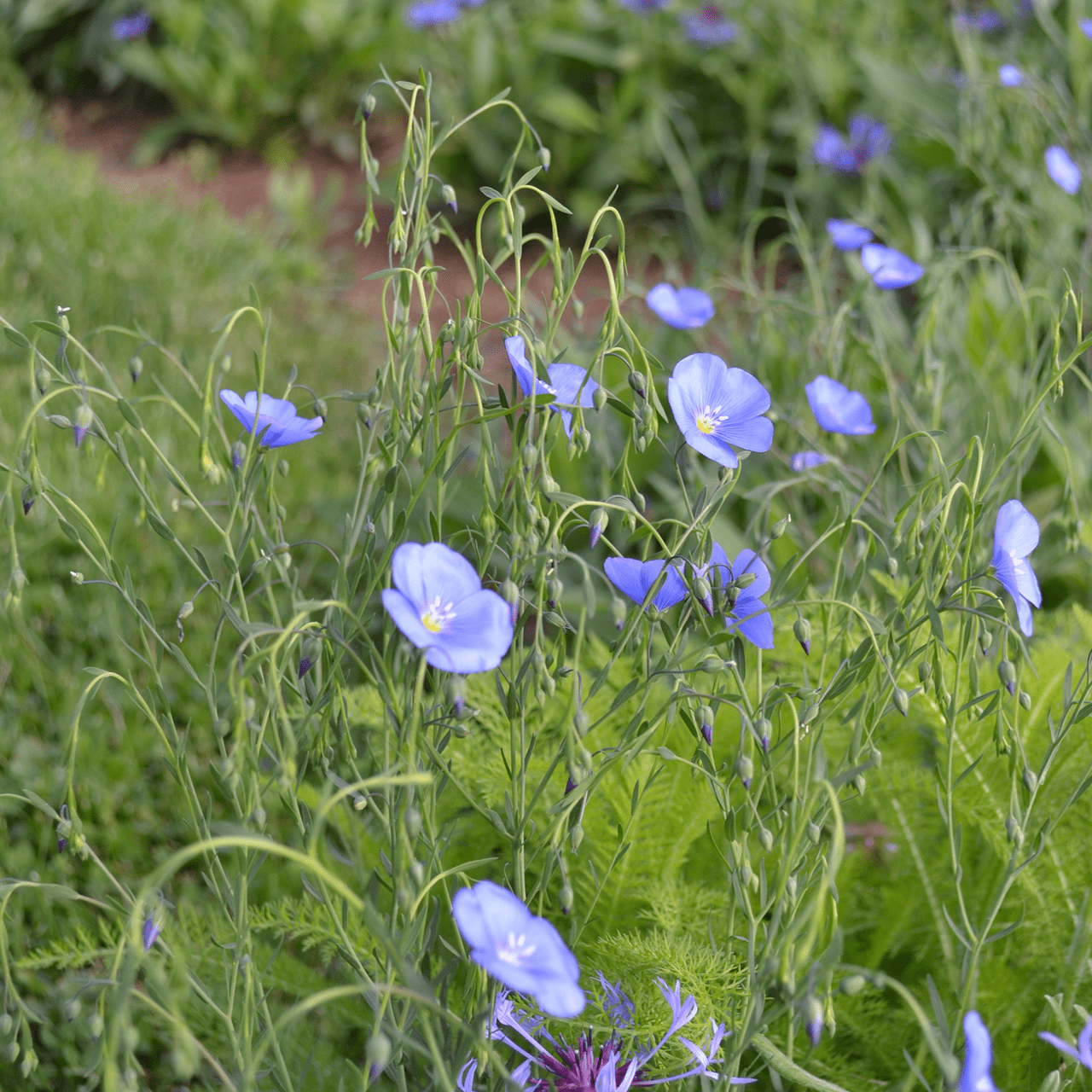 Lewis' Prairie Flax Seeds (Linum perenne lewisii) – Monticello Shop