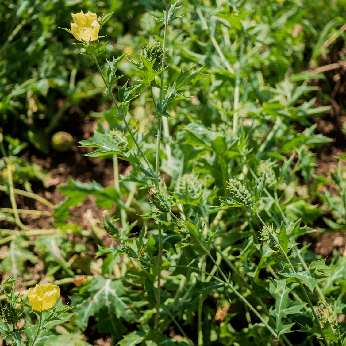 Prickly Poppy Seeds (Argemone mexicana) – Monticello Shop