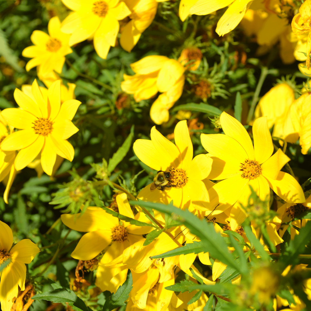 Tickseed Sunflower Seeds (Bidens aristosa) – Monticello Shop