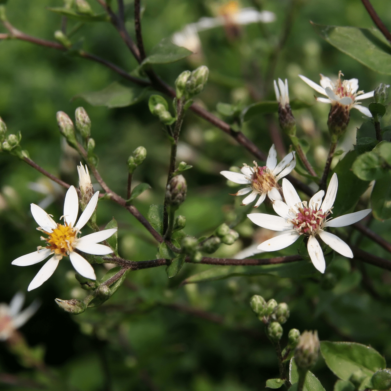 White Wood Aster (Eurybia divaricata syn. Aster divaricatus ...