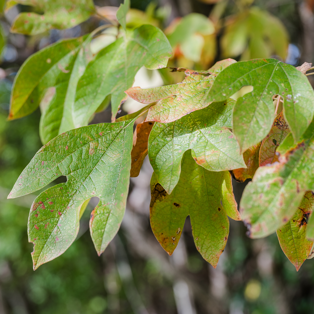 Bare Root Sassafras (Sassafras albidum) – Monticello Shop