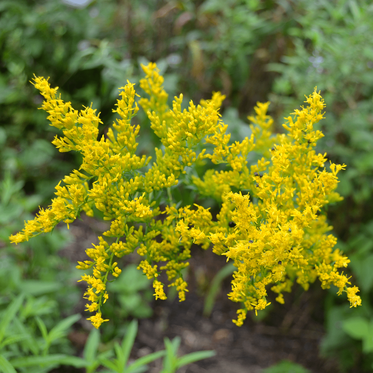 Anise-scented Goldenrod (Solidago odora) – Monticello Shop