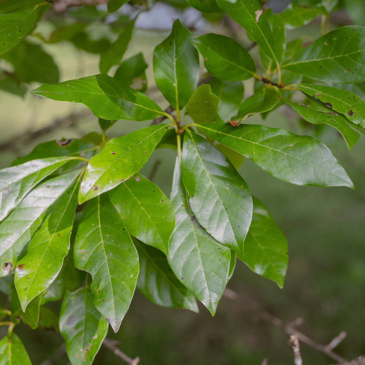 Bare Root Black Gum (Nyssa sylvatica) – Monticello Shop