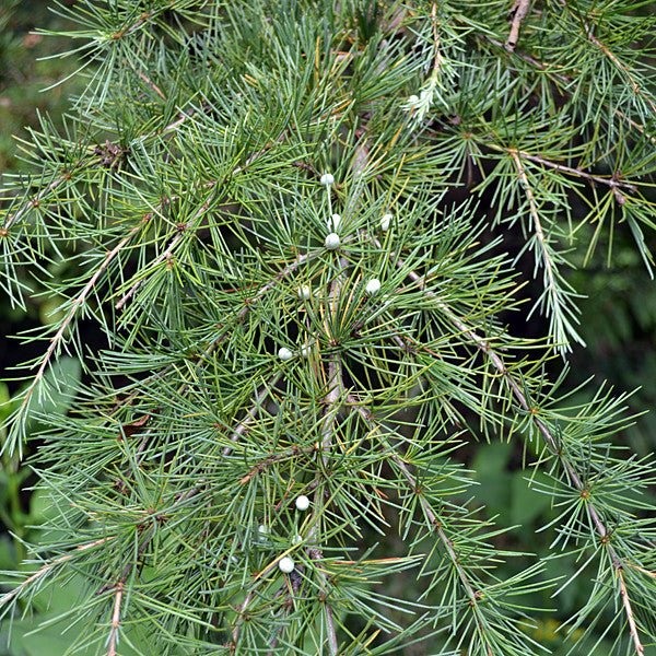 Bare Root Deodar Cedar (Cedrus deodara) – Monticello Shop