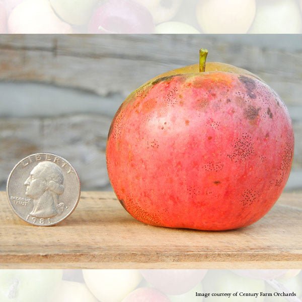 Bare Root Father Abraham Apple Tree (Malus cv.) – Monticello Shop