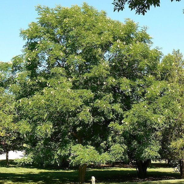 Bare Root Kentucky Coffeetree (Gymnocladus dioica) – Monticello Shop