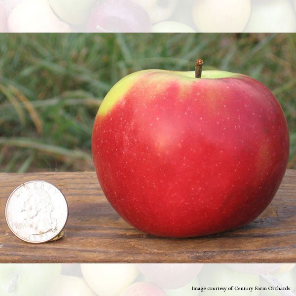 Bare Root King David Apple Tree (Malus cv.) – Monticello Shop