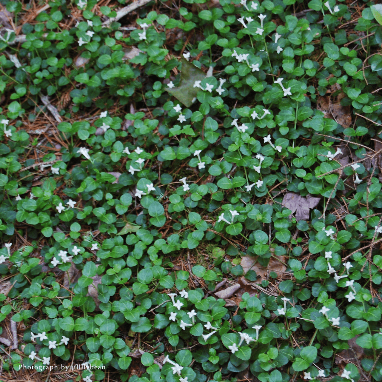 Bare Root Partridge Berry (Mitchella repens) – Monticello Shop