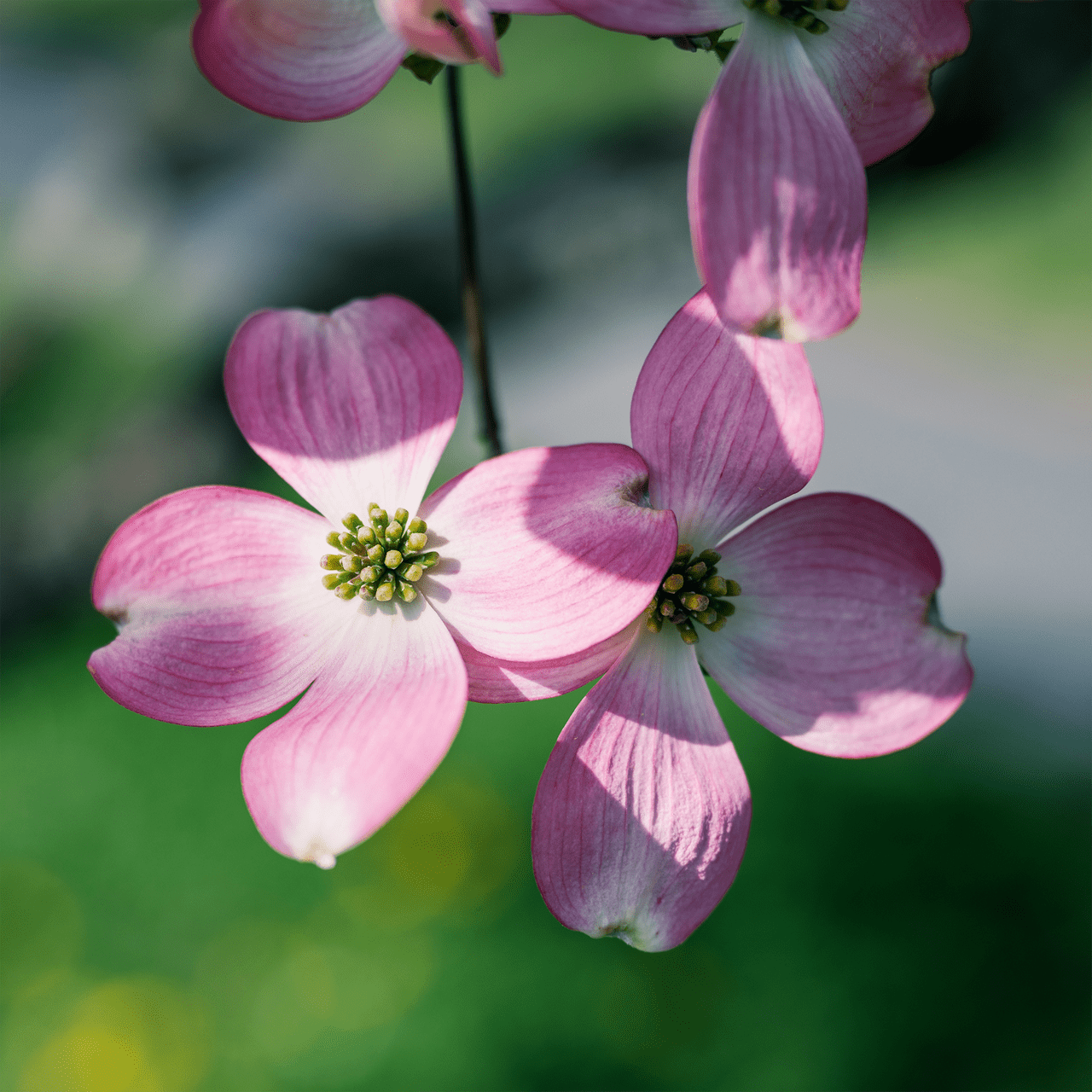Bare Root Pink Flowering Dogwood (Cornus florida rubra) – Monticello Shop