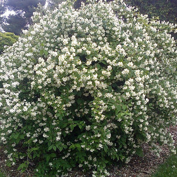 Bare Root Sweet Mockorange (Philadelphus coronarius) – Monticello Shop