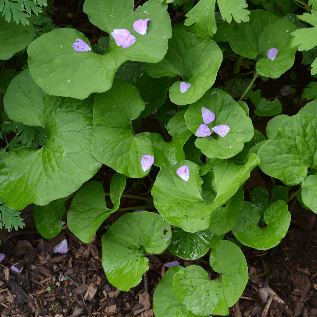 Bare Root Wild Ginger (Asarum canadense) – Monticello Shop