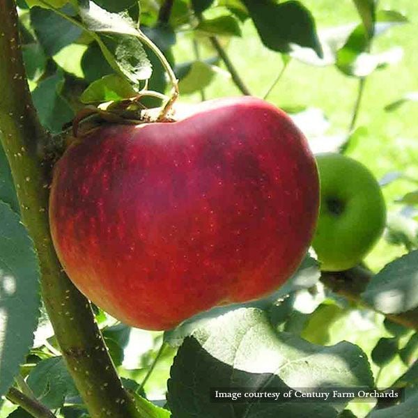 Bare Root Williams Favorite Apple Tree (Malus cv.) – Monticello Shop