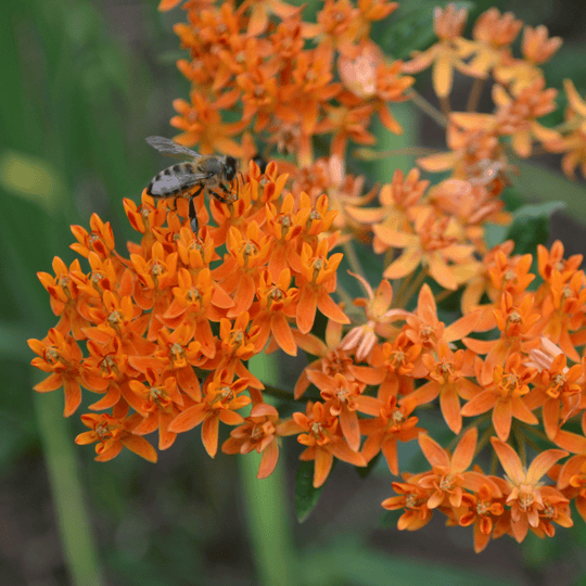 Butterfly Weed (Asclepias tuberosa) – Monticello Shop
