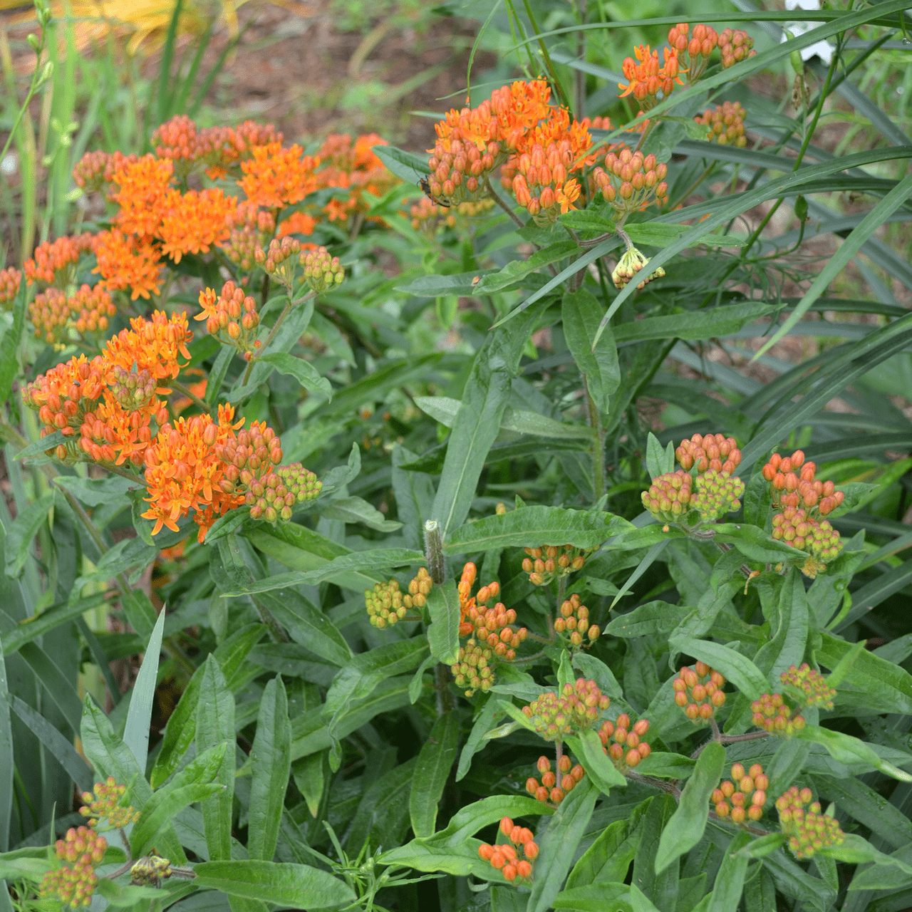 Butterfly Weed (Asclepias tuberosa) – Monticello Shop