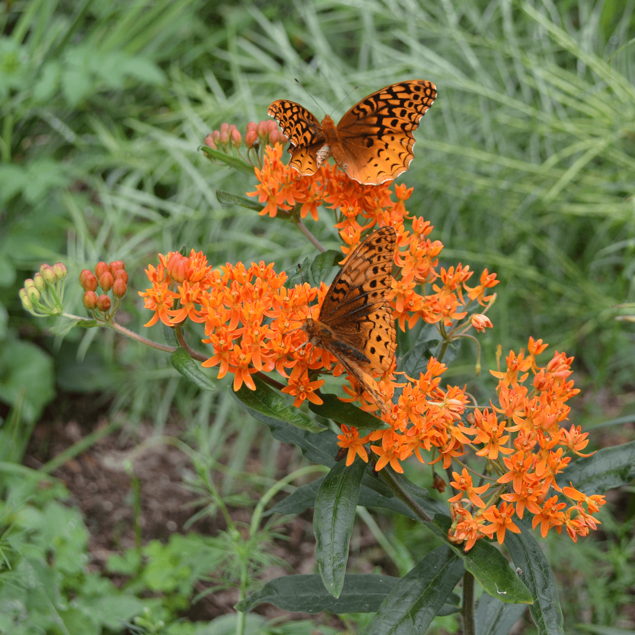 Butterfly Weed (Asclepias tuberosa) – Monticello Shop