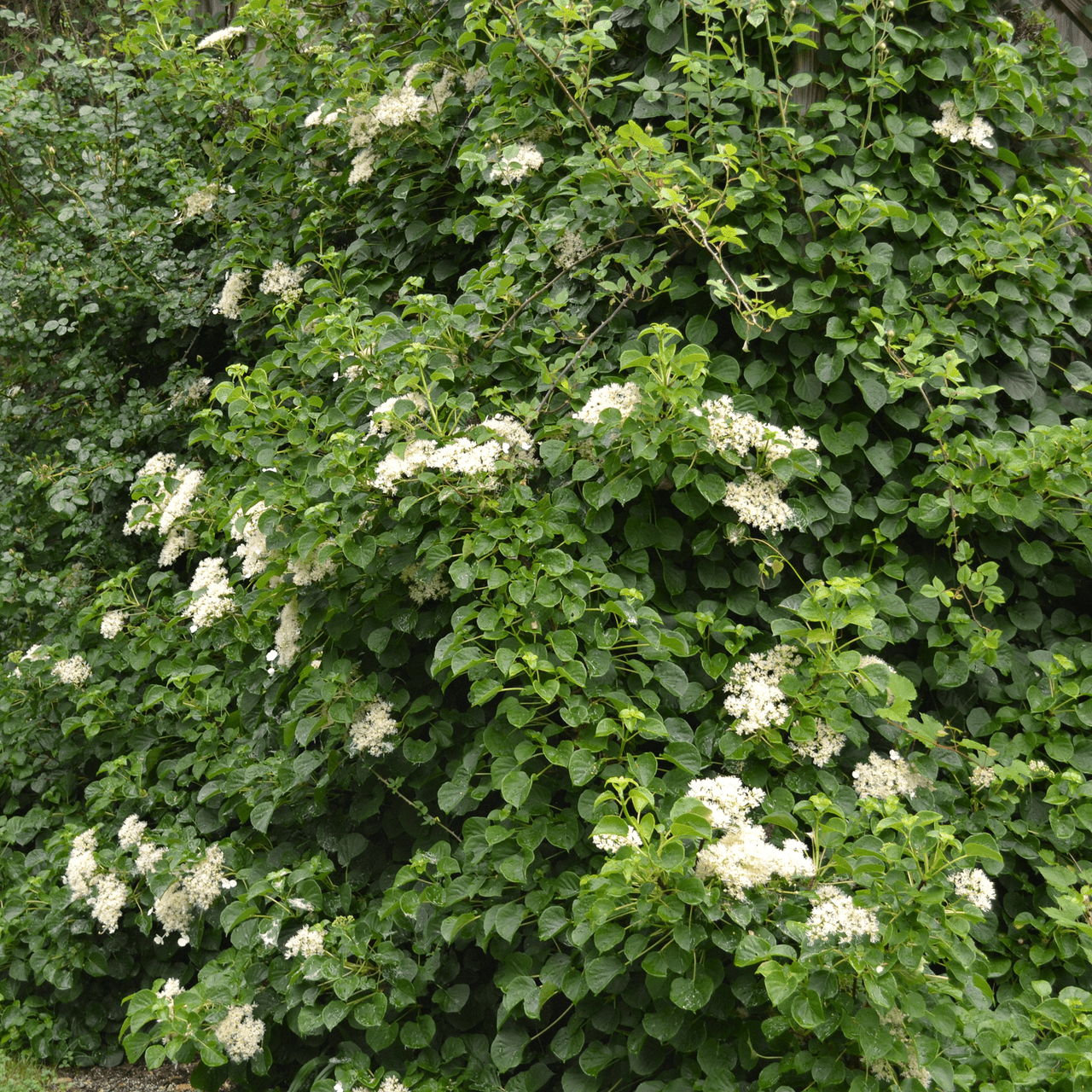 Climbing Hydrangea (Hydrangea anomala subsp. petiolaris) – Monticello Shop
