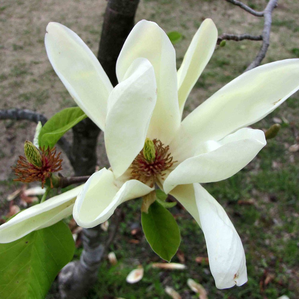 Cucumber Tree (Magnolia acuminata) – Monticello Shop
