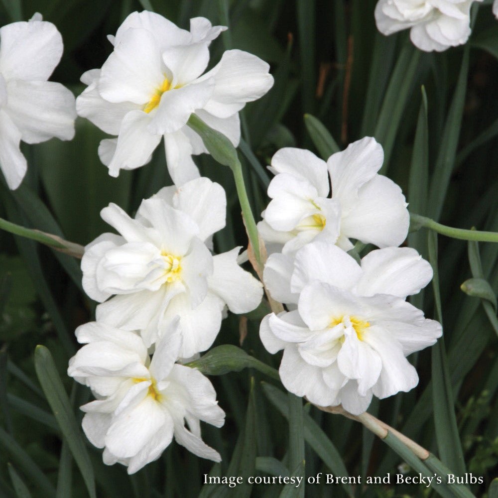 Double White Poet’s Daffodil (Narcissus albus plenus odoratus ...