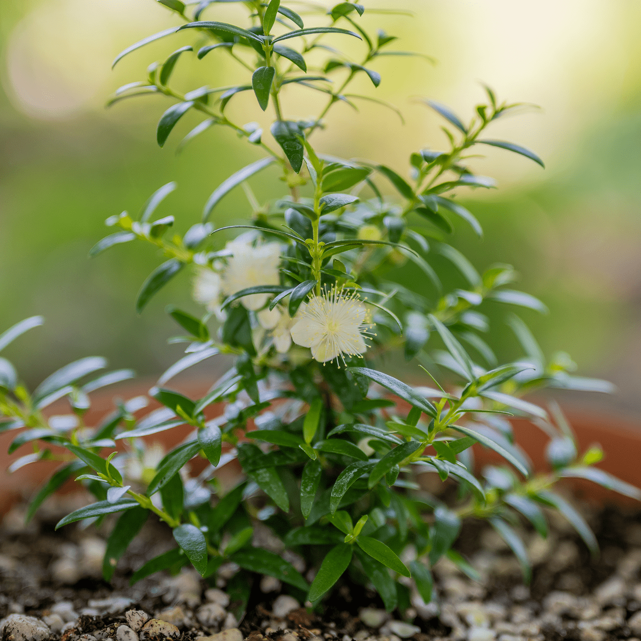 Dwarf Myrtle (Myrtus communis 'Compacta') – Monticello Shop