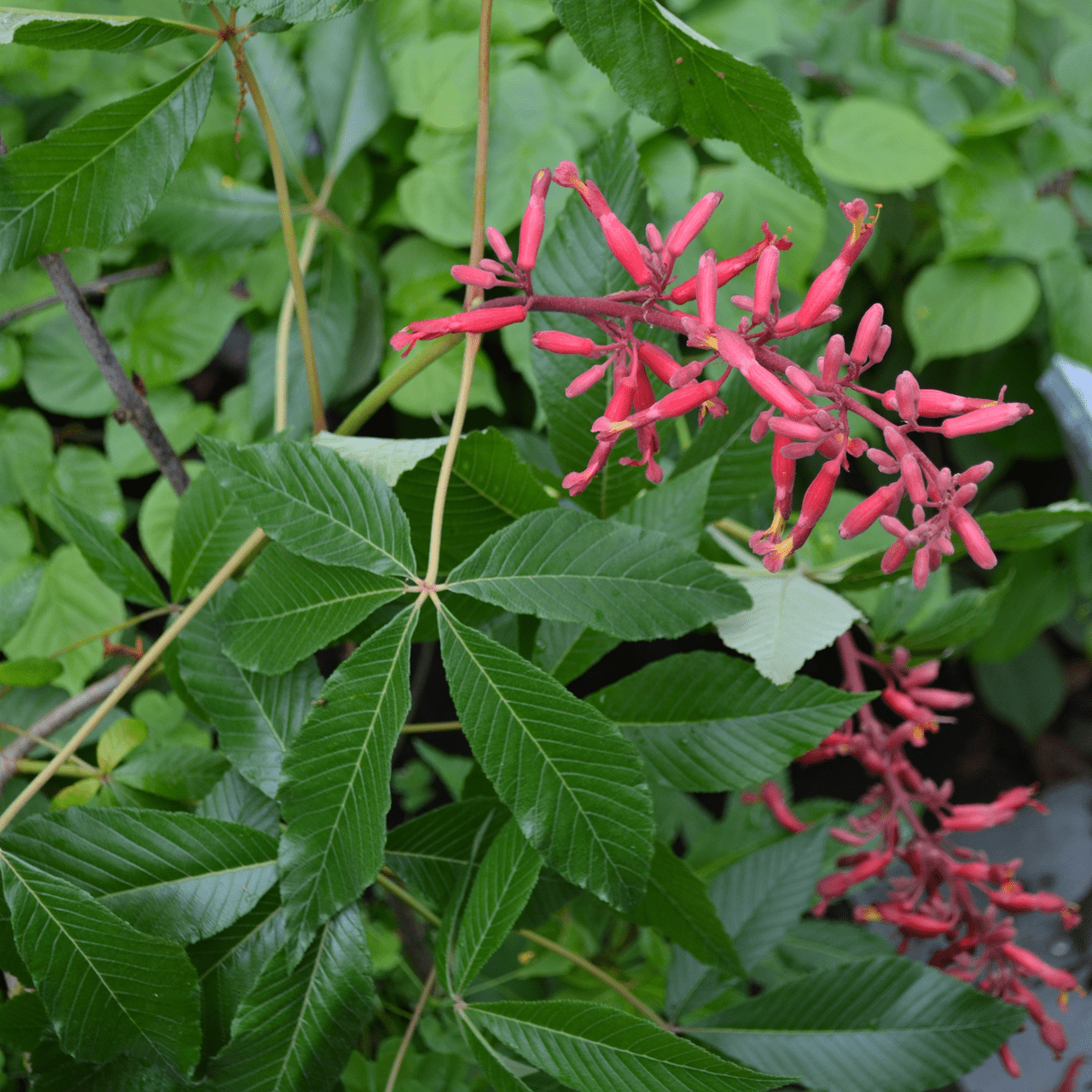 Dwarf Red Buckeye (Aesculus pavia 'Humilis') – Monticello Shop
