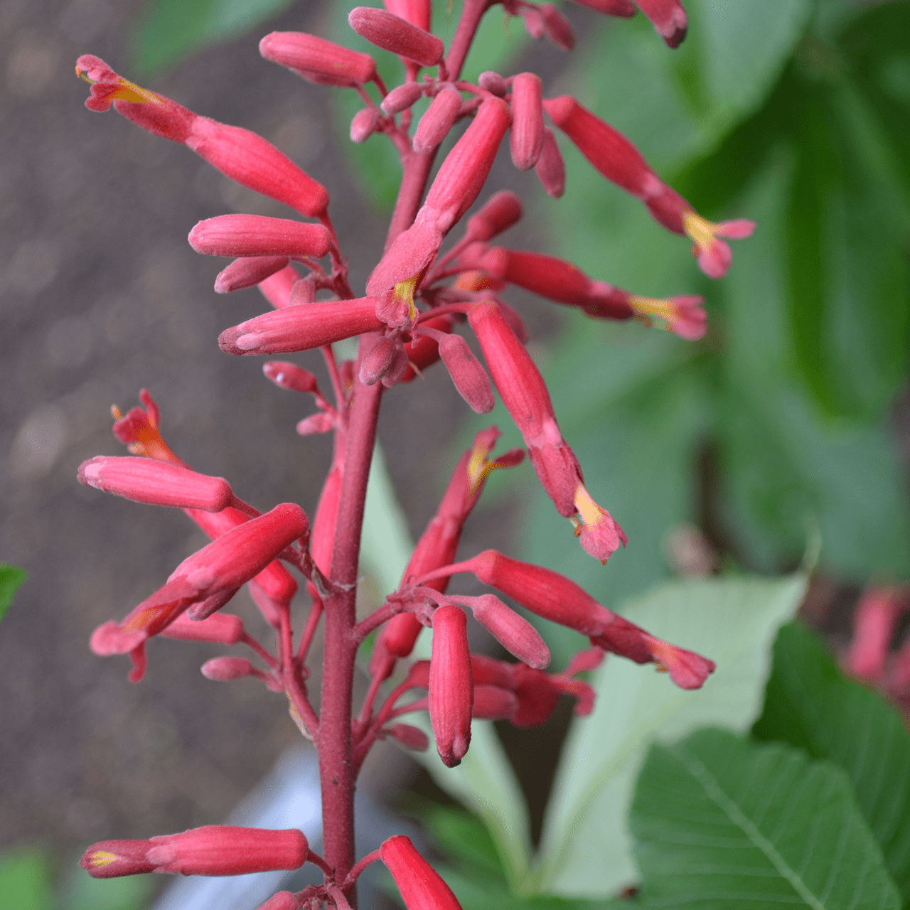 Dwarf Red Buckeye (Aesculus pavia 'Humilis') – Monticello Shop