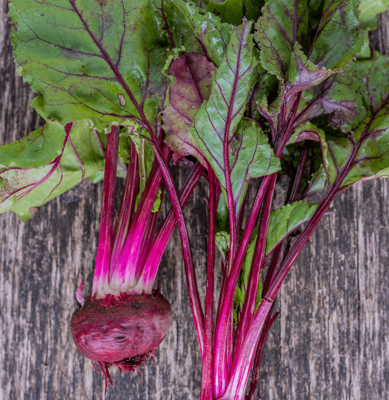 Early Blood Turnip-rooted Beet Seeds (Beta vulgaris cv.) – Monticello Shop