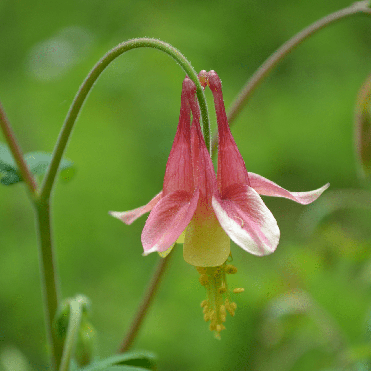 Eastern Red Columbine Seeds (Aquilegia canadensis) – Monticello Shop