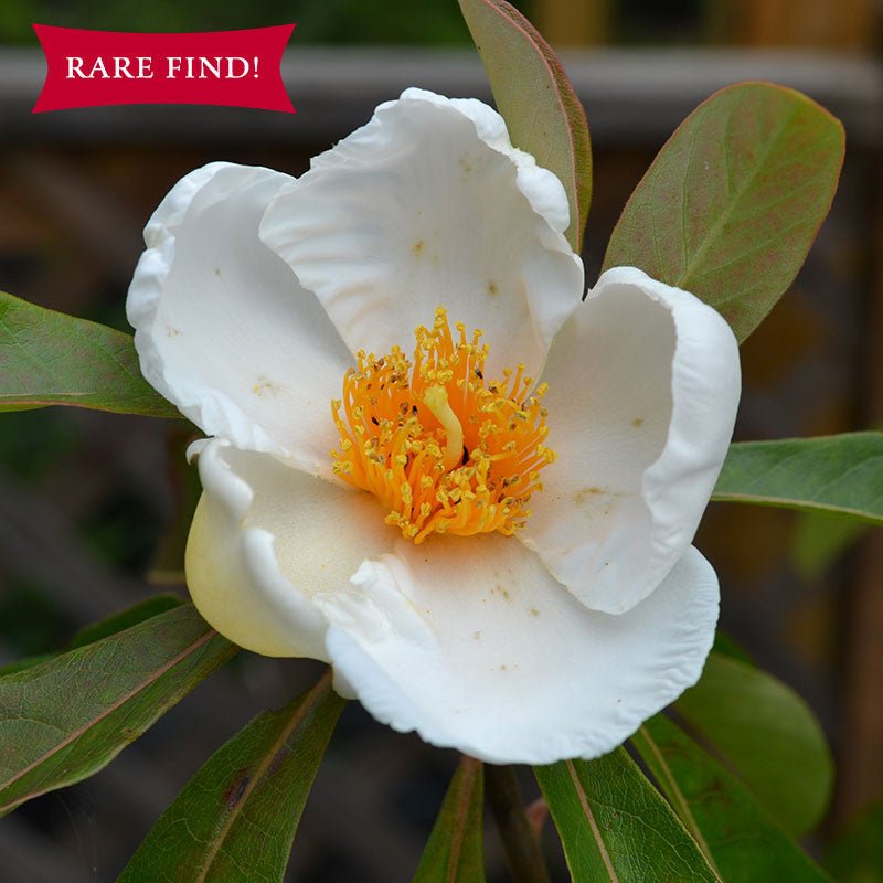 Franklin Tree (Franklinia alatamaha) – Monticello Shop