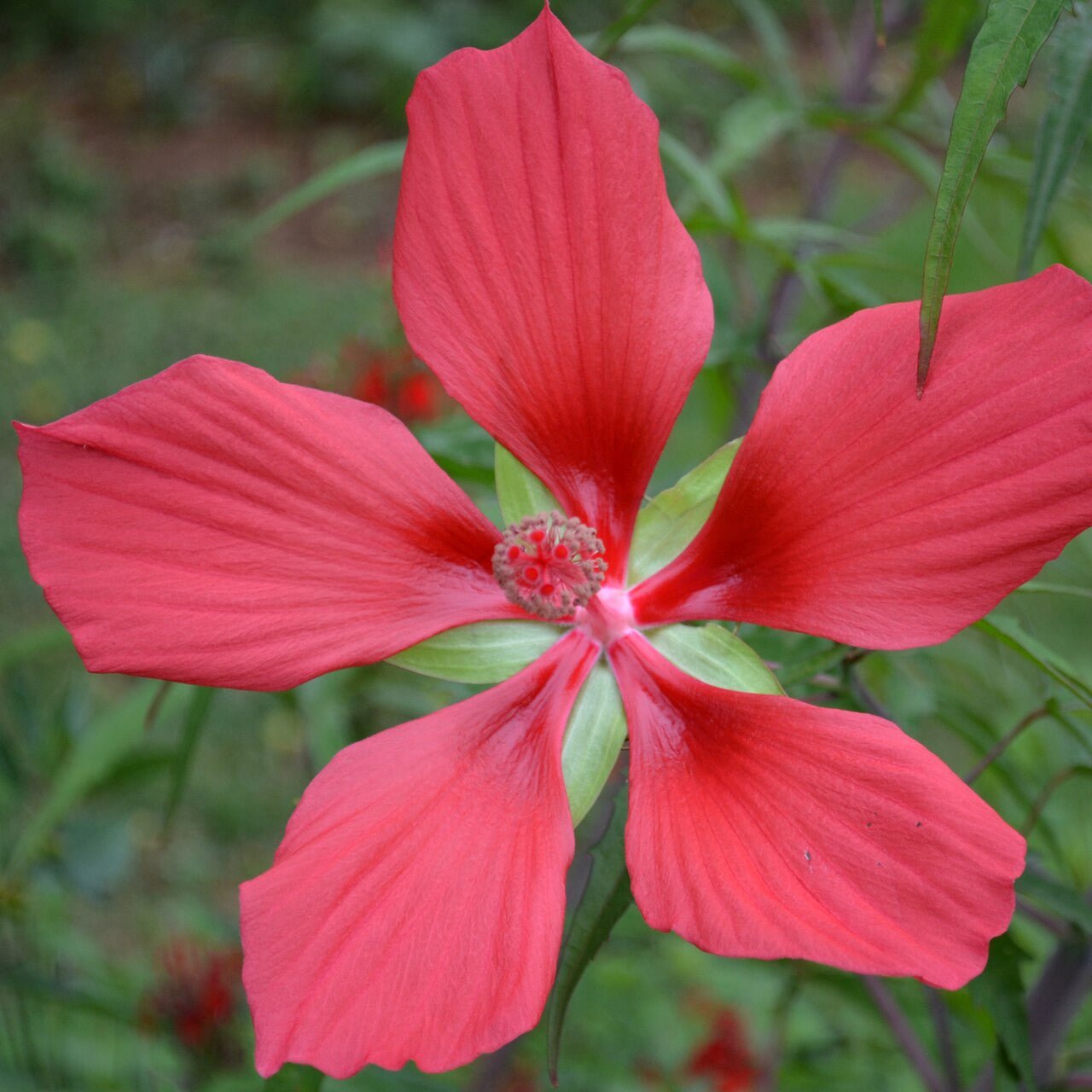 Great Red Hibiscus (Hibiscus coccineus) – Monticello Shop