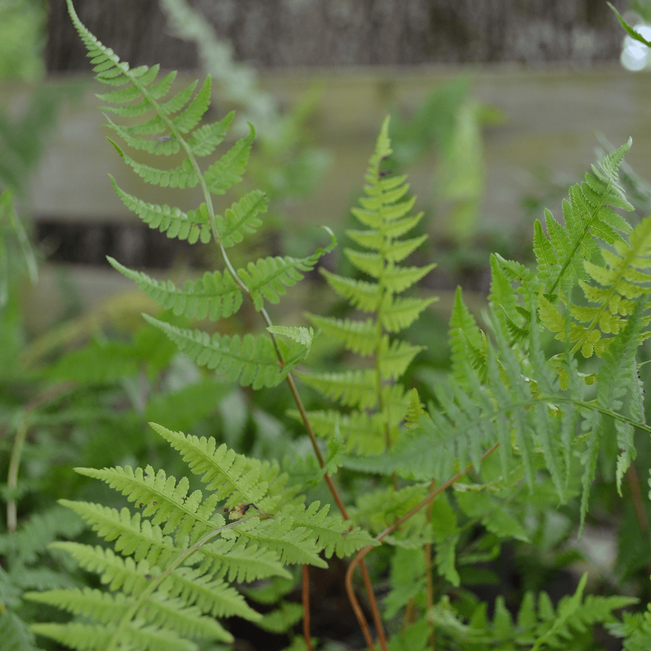 Lady Fern MERLOT LADY FERN – Cedar House Ferns