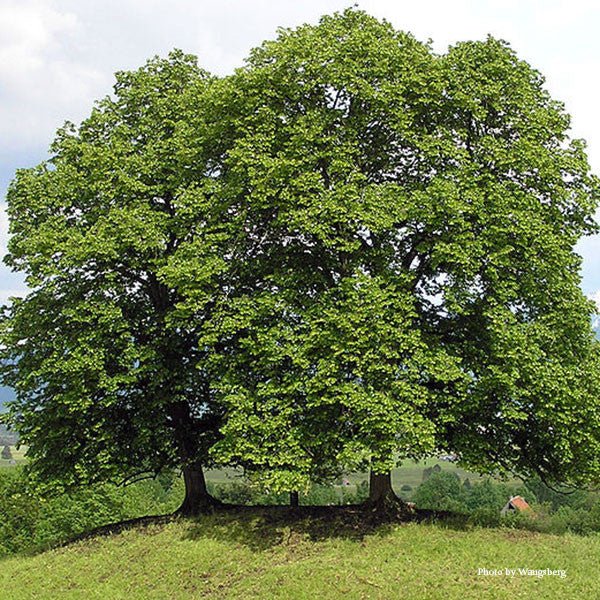 Little Leaf Linden Tree Now Appearing: Linden A Lovely Shade Tree