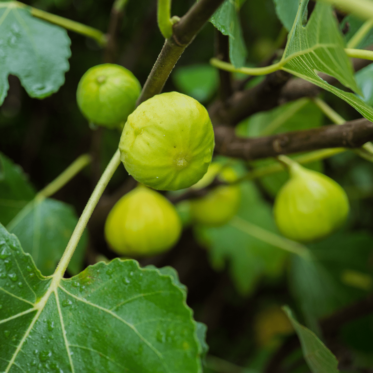 'Marseilles' Fig (Ficus carica cv.) – Monticello Shop