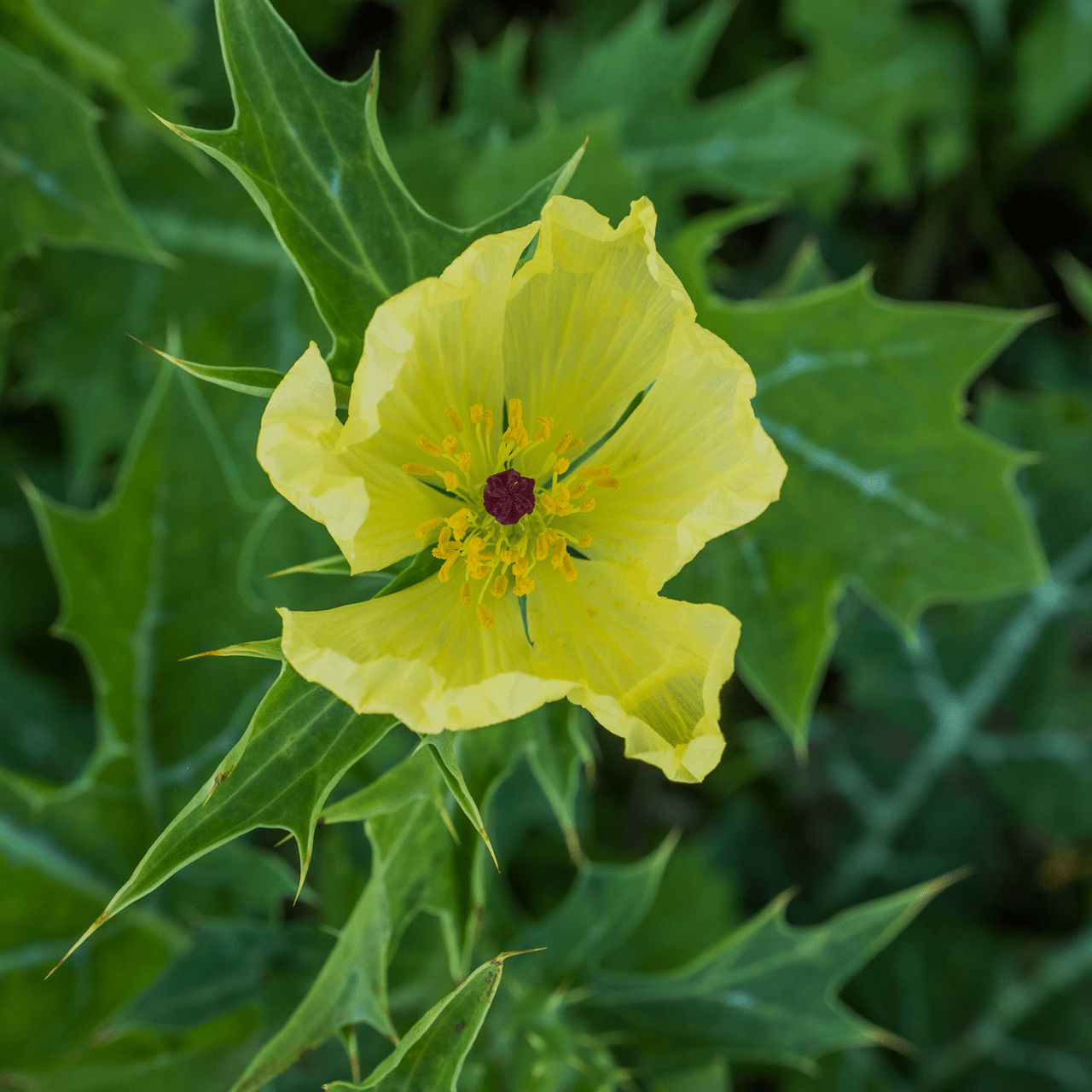 Prickly Poppy Seeds (Argemone mexicana) – Monticello Shop