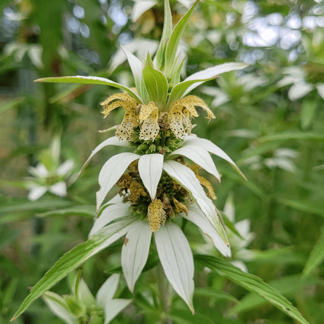 Spotted Beebalm; Dotted Mint (Monarda punctata) – Monticello Shop