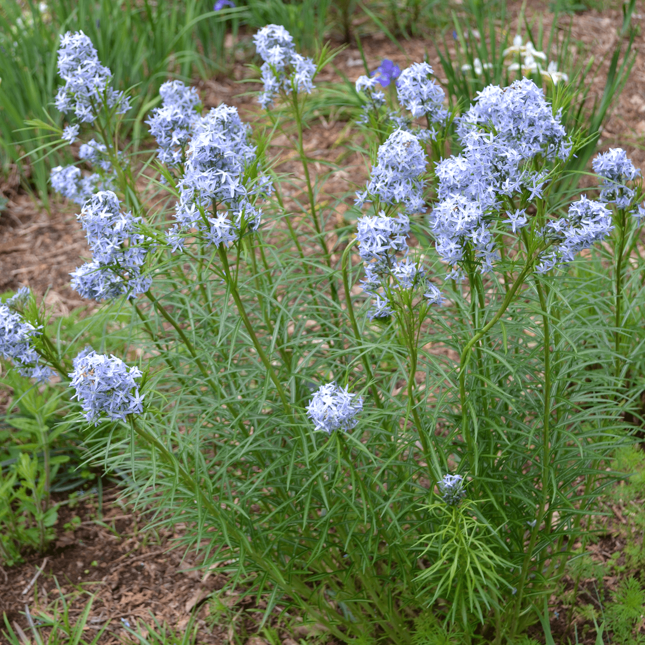 Thread Leaf Amsonia (Amsonia hubrichtii) – Monticello Shop