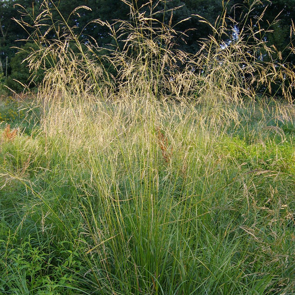 Tufted Hair Grass (Deschampsia cespitosa) – Monticello Shop