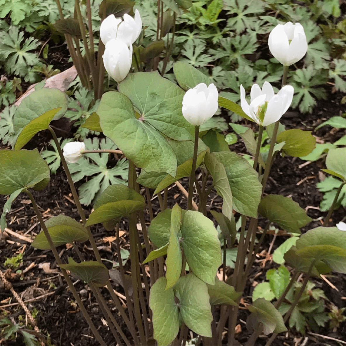 Twinleaf (Jeffersonia diphylla) – Monticello Shop