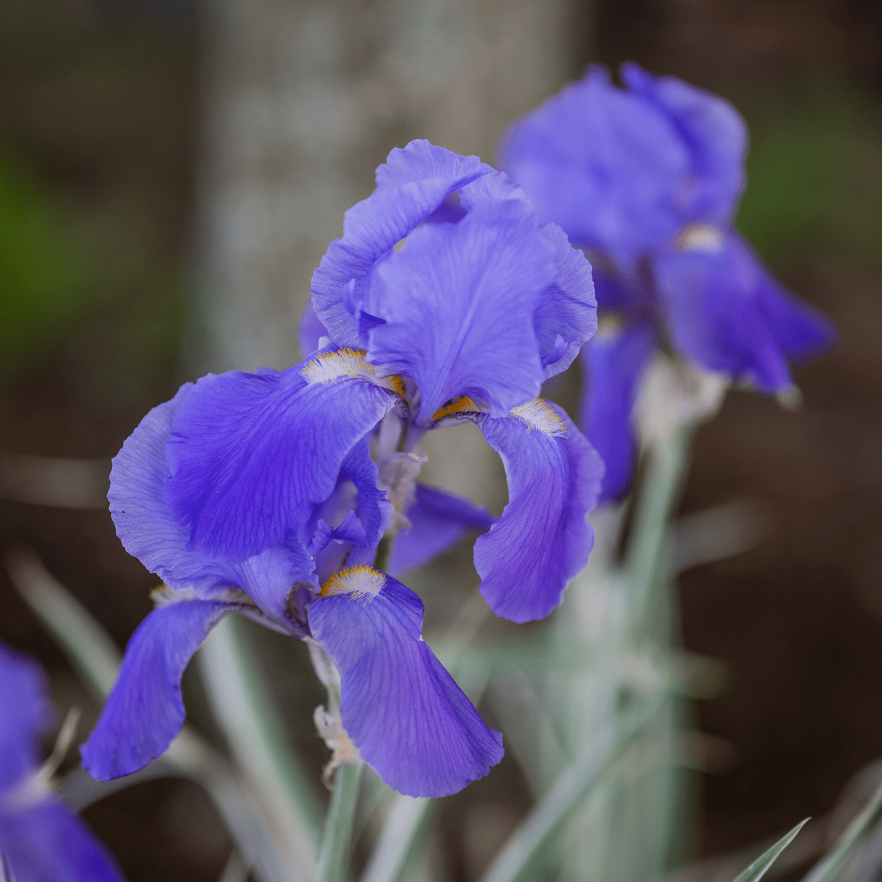 Variegated Sweet Iris (Iris pallida 'Variegata') – Monticello Shop