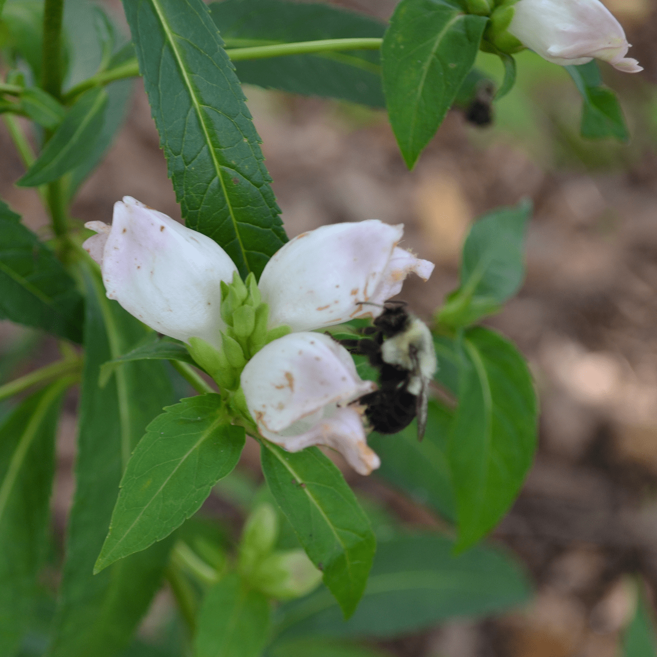 White Turtlehead (Chelone glabra) – Monticello Shop
